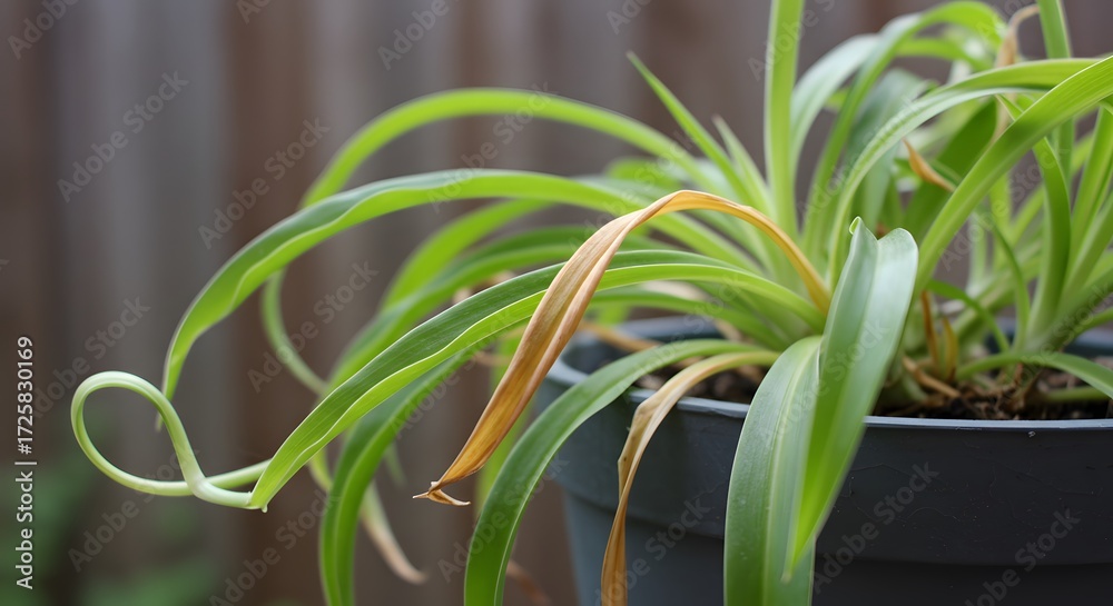 Spider plant care tips how to revive dying spider plant leaves turning ...