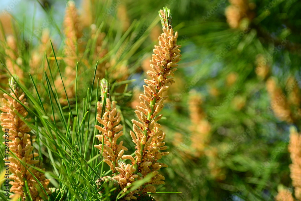 Pinus densiflora, the Korean red pine, is a native evergreen conifer of ...