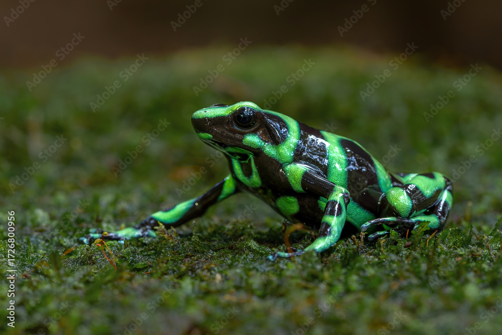 Green-and-black poison dart frog (Dendrobates auratus), also known as ...