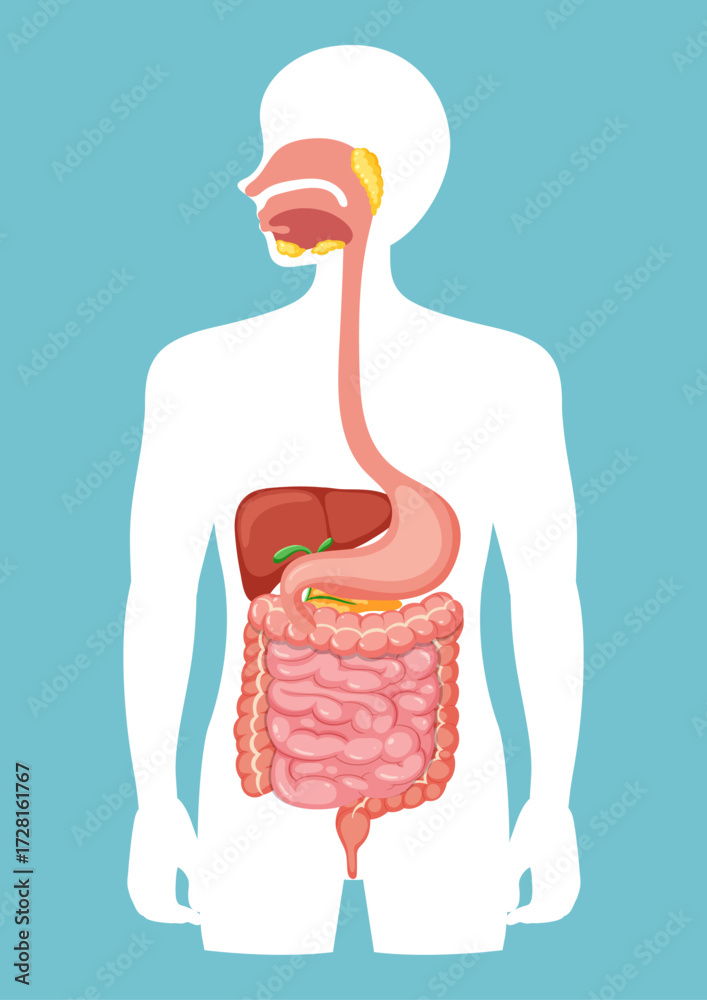 Human Digestive System Illustration – Full-Body Diagram of Internal ...