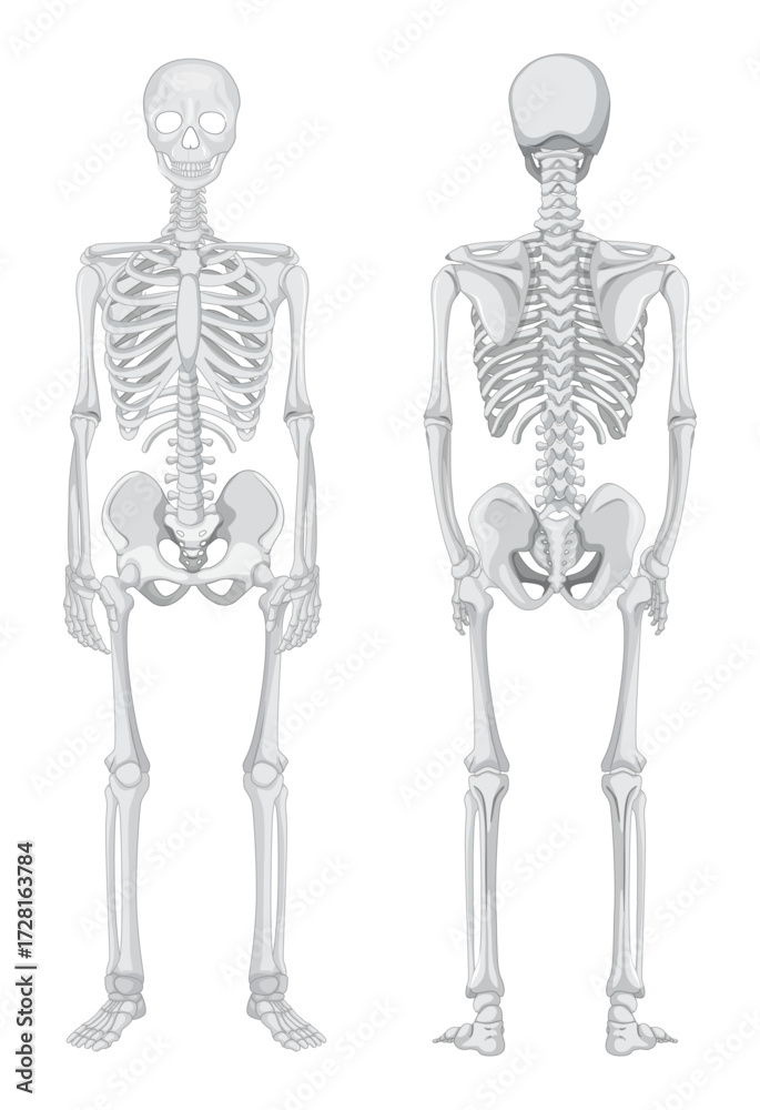 Human Skeleton Diagram – Anterior and Posterior Views of Full Skeletal ...