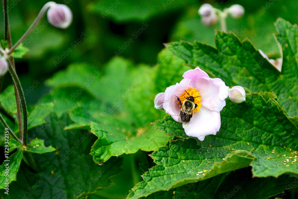 Foto de Stock Front view of a bumblebee on a pink japanese anemone ...