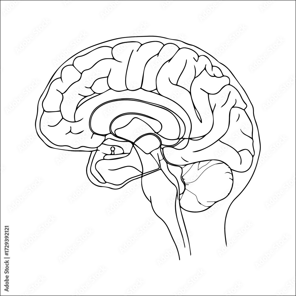 Ilustrace Anatomical line art illustration of a human brain in a ...