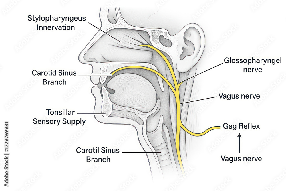 Anatomical illustration of human neck nerves, illustrating the ...