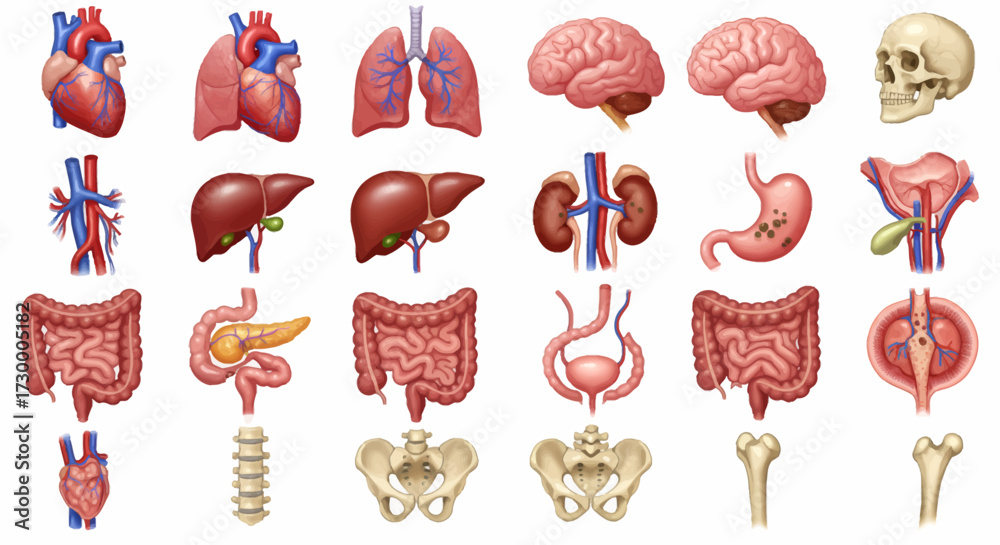 Illustration showing a collection of human internal organs, including ...