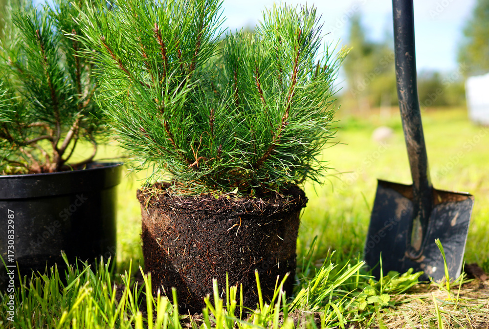 Repotting Mugo Pine. Dwarf Mugo Pine grow in closed root system. Mugo ...