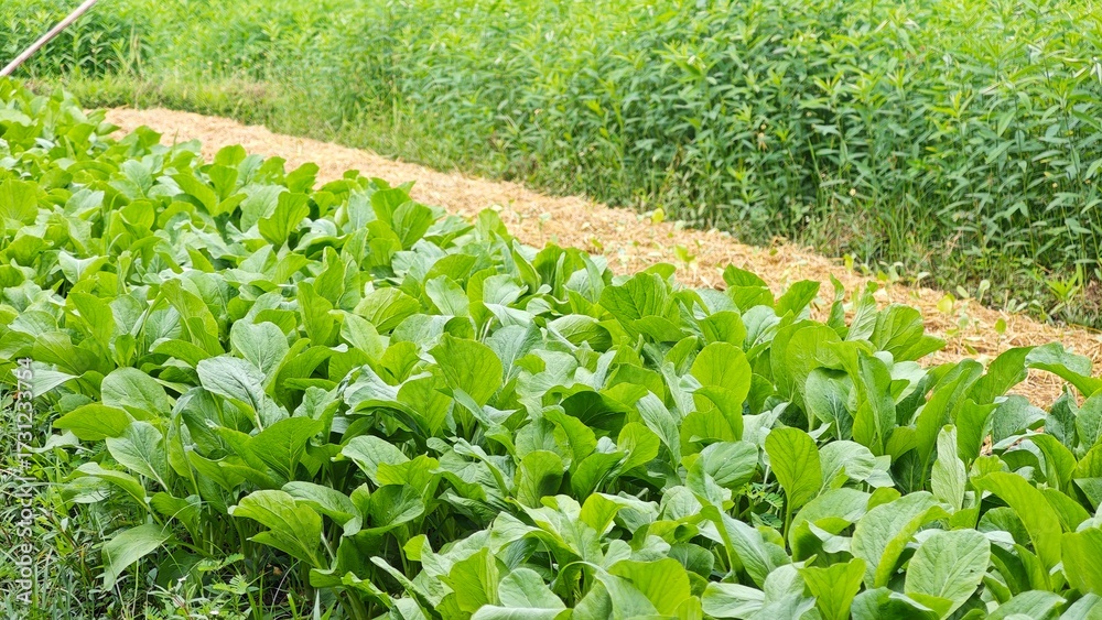Flowering Pak Choy. Choy Sum. Flowering White Cabbage. Stock Photo ...
