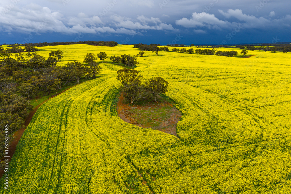 Flowering canola fields before a dark storm in the countryside of Wogan ...