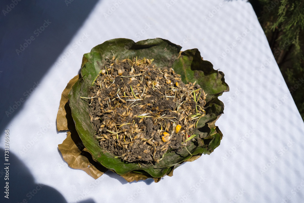 Ghatasthapana, the first day of Dashain in Nepal, where barley seeds ...