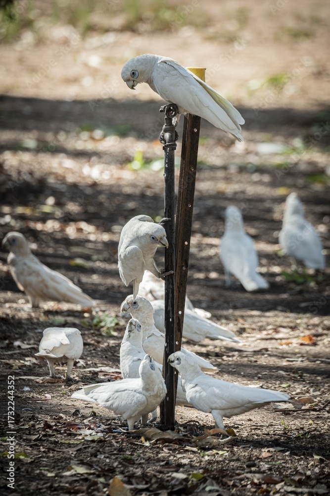 Naked-eyed cockatoo (Cacatua sanguinea), Mary River National Park ...