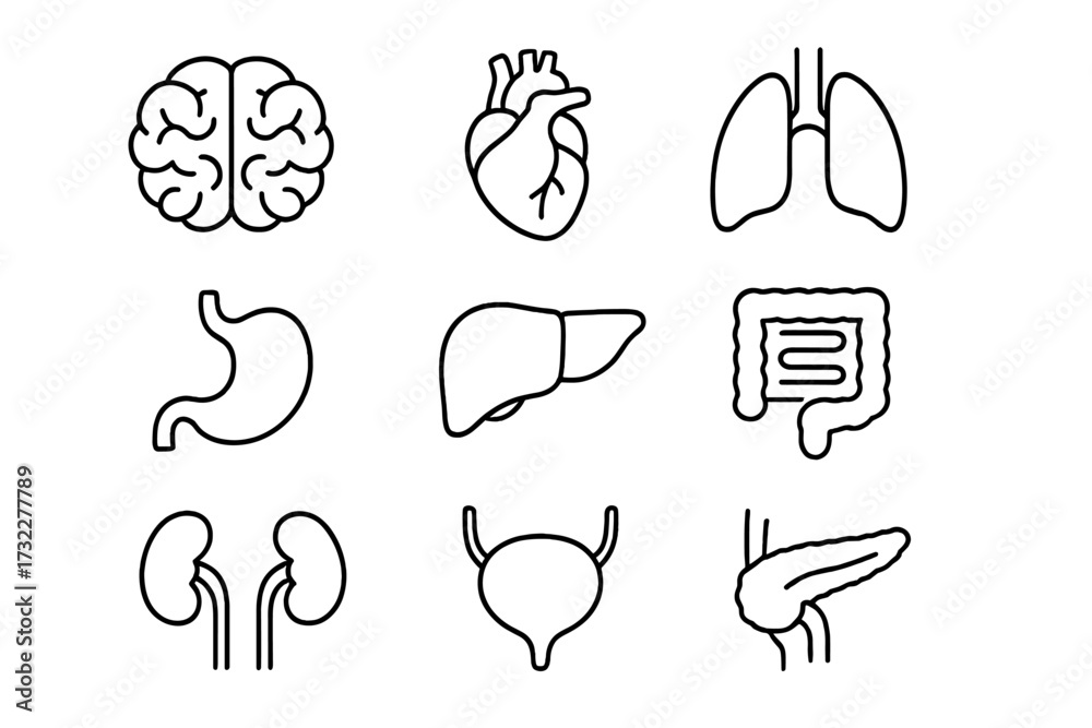 Human internal organs icon set. Anatomy linear pictograms collection ...