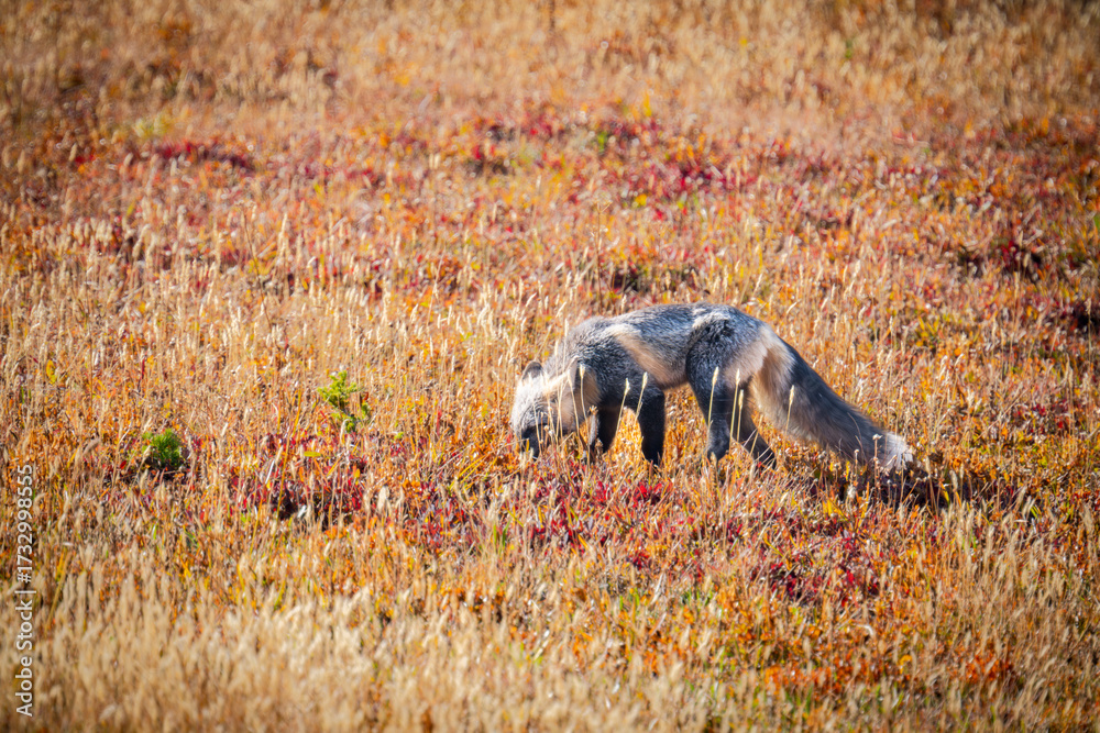 Mount Rainier National Park endangered Cascade Red Foxes in the fall of ...