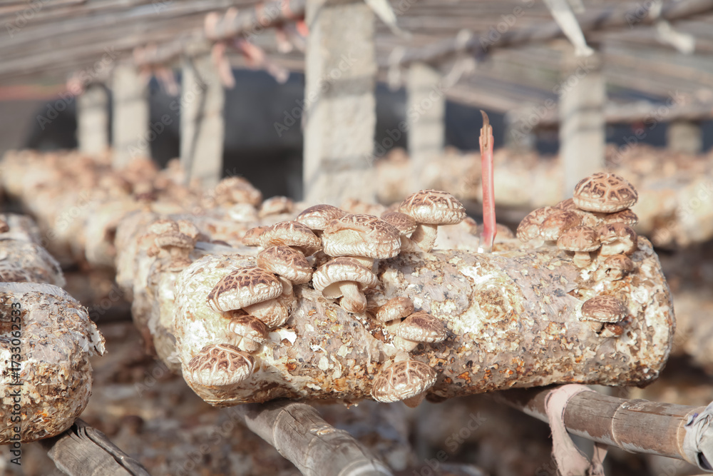 Shiitake Mushroom Cultivation in Commercial Greenhouse - Organic ...