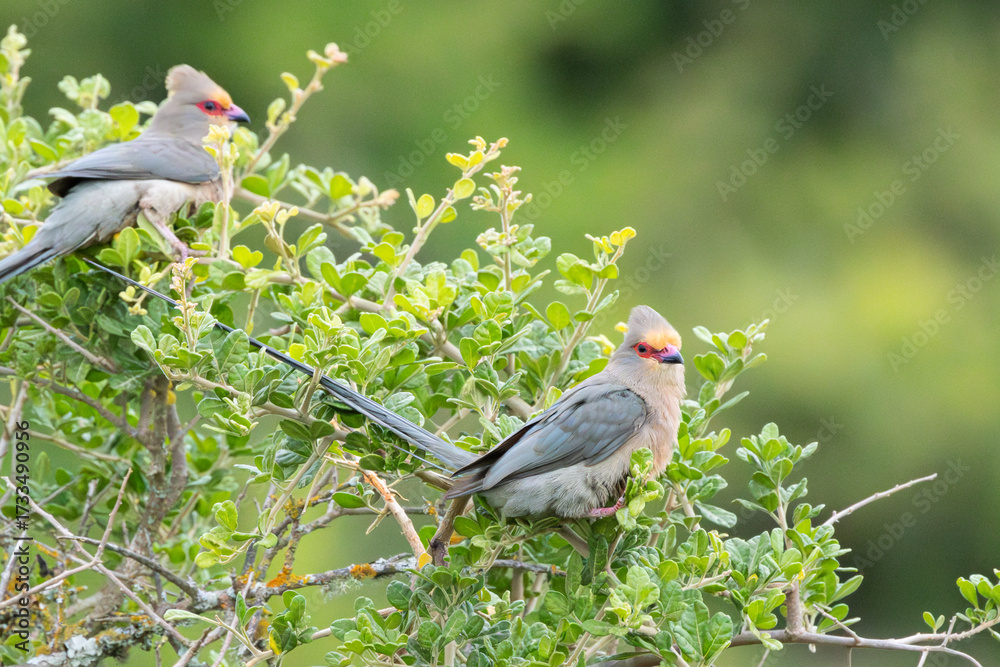 Red-faced Mousebird (Rooiwangmuisvoël) (Urocolius indicus) in the ...
