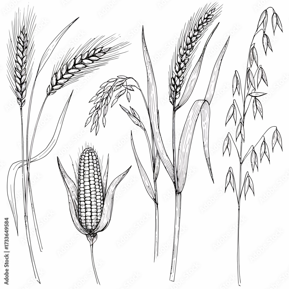 Detailed line art illustration of various cereal grains including wheat ...