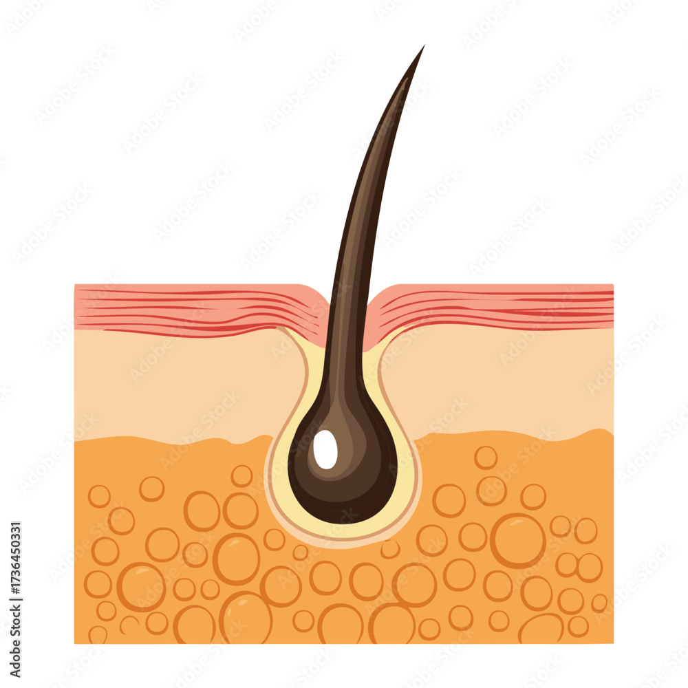 Simplified Diagram of Healthy Hair Follicle Structure with Root and ...