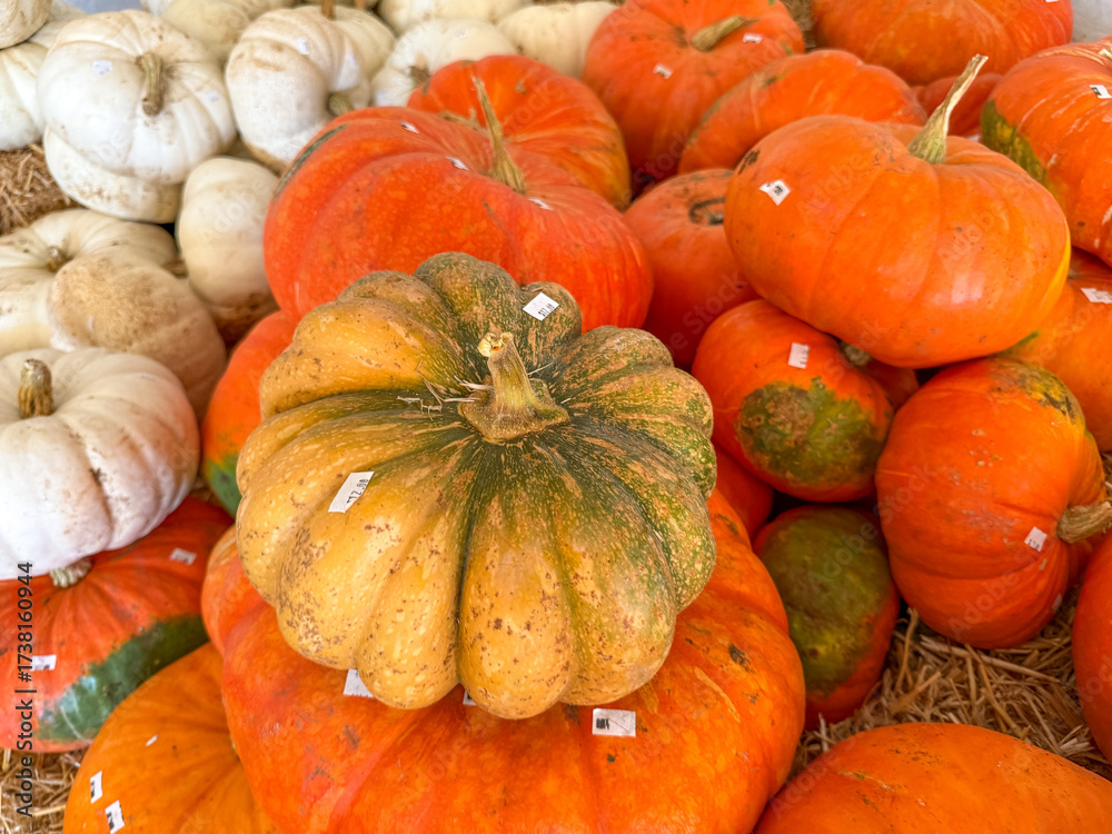 Large piles scattering of small pumpkins and gourds at a pumpkin patch ...