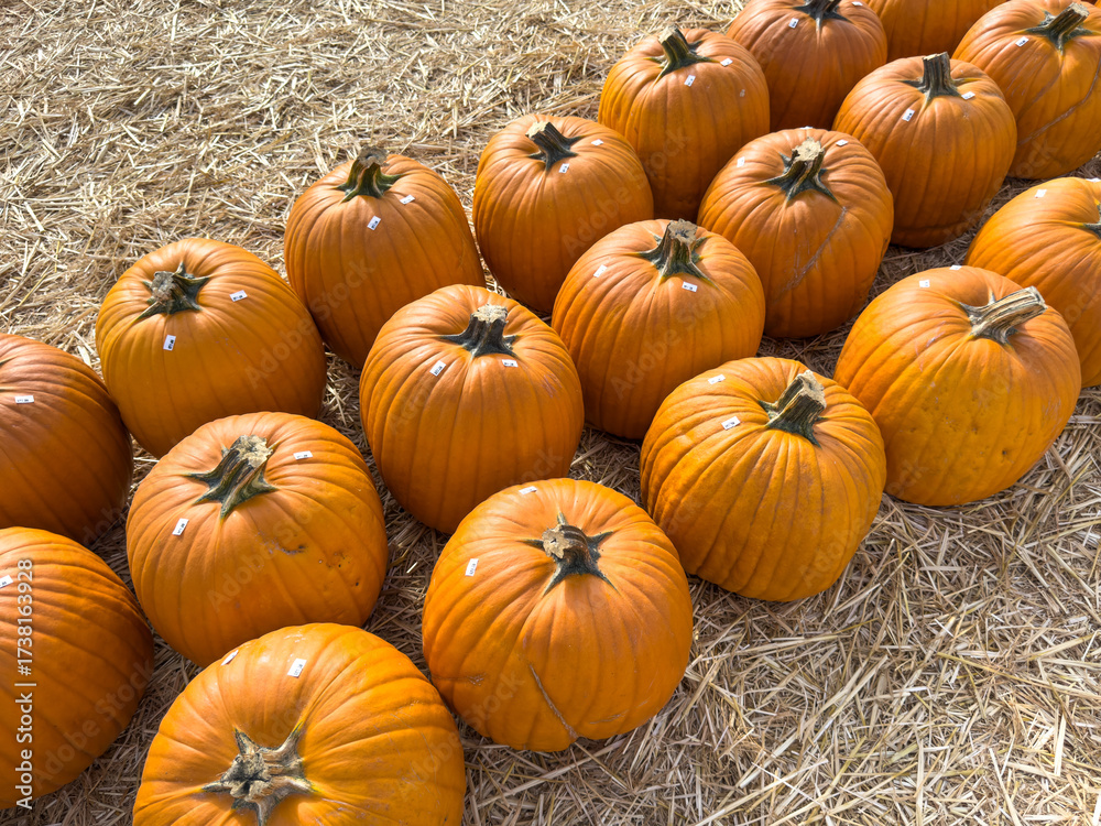 Large piles scattering of small pumpkins and gourds at a pumpkin patch ...