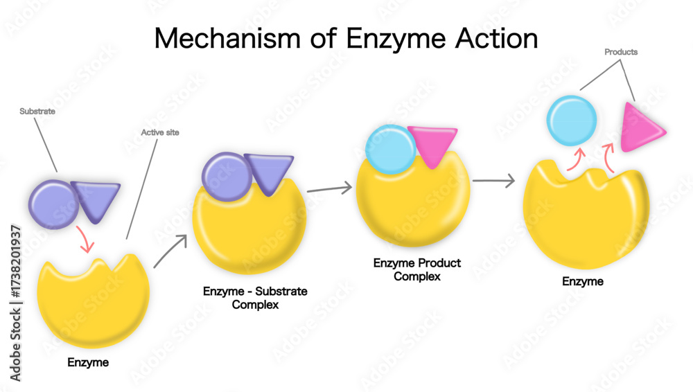 Mechanism Of Enzyme Action: Substrate Binding, Complex, And Product ...