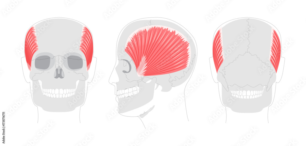 Temporalis - Human jaw muscle displayed in detailed anatomy chart ...