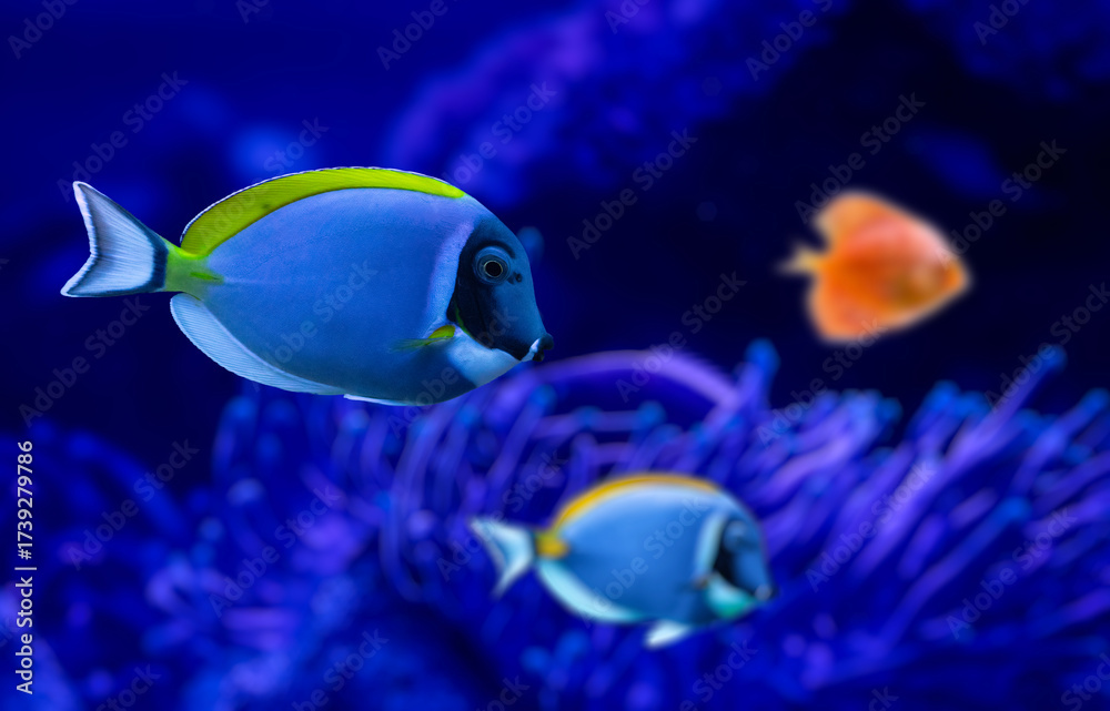One of the most interesting fish underwater. Powder Blue Tang ...