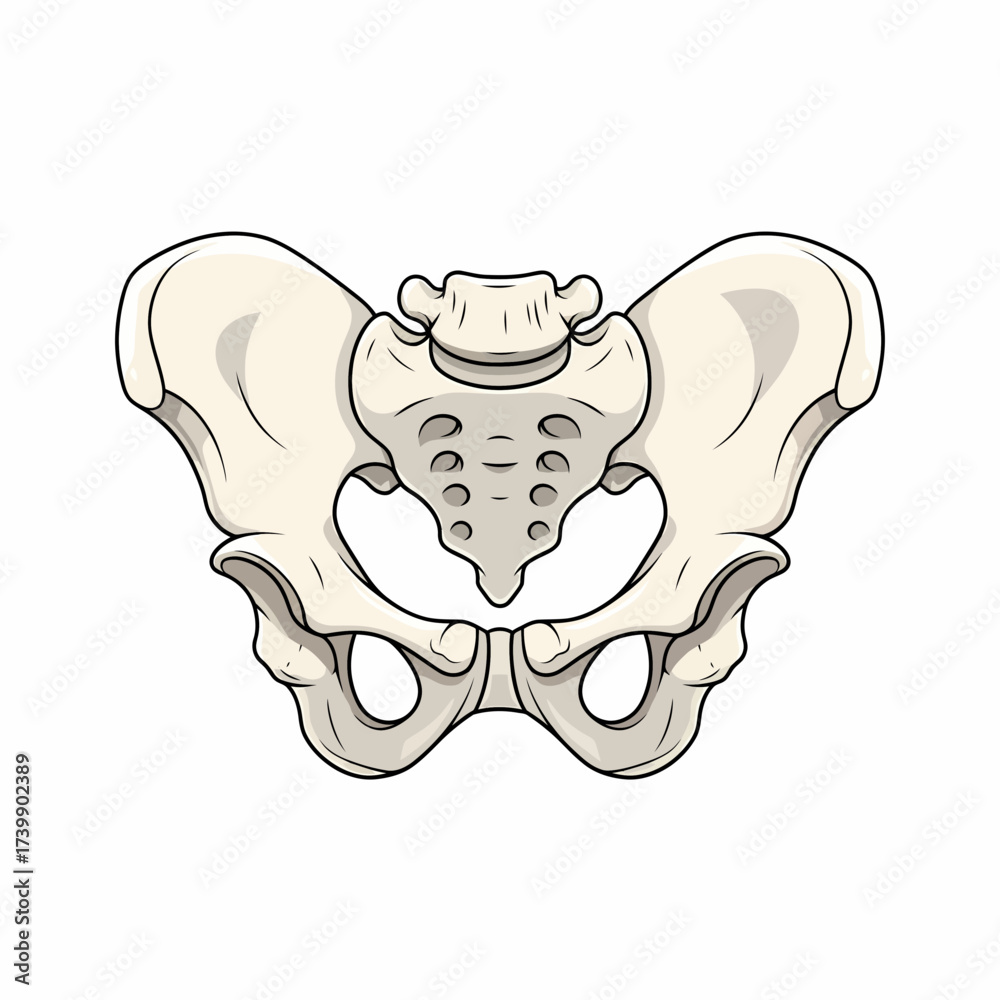 Vector de Stock Anatomically Detailed Cartoon Pelvis Bone Structure ...