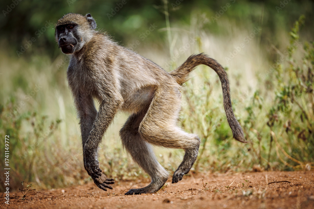 Chacma baboon full frame running in greater Kruger National park, South ...