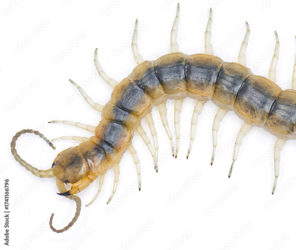 Florida Blue centipede - Scolopendra viridis - are venomous and can ...
