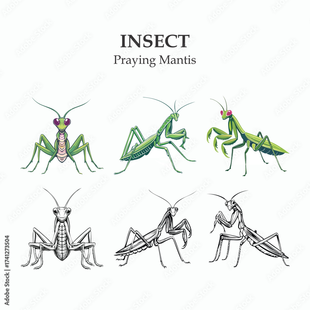 Praying Mantis Illustrations A Detailed Look at the Insect in Various ...