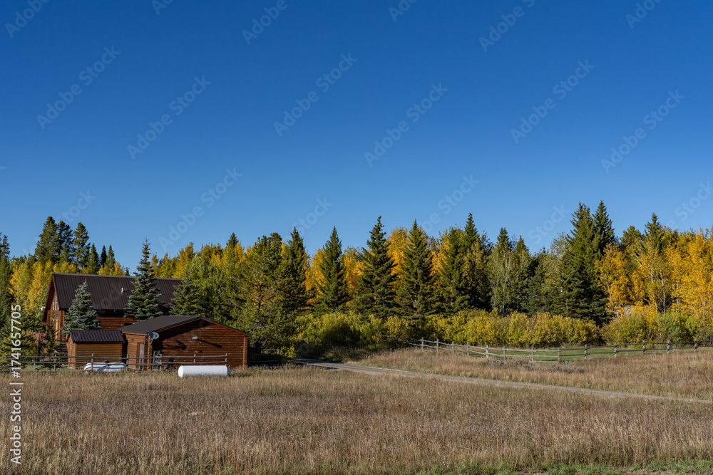 Populus tremuloides is a deciduous tree, quaking aspen, trembling aspen ...