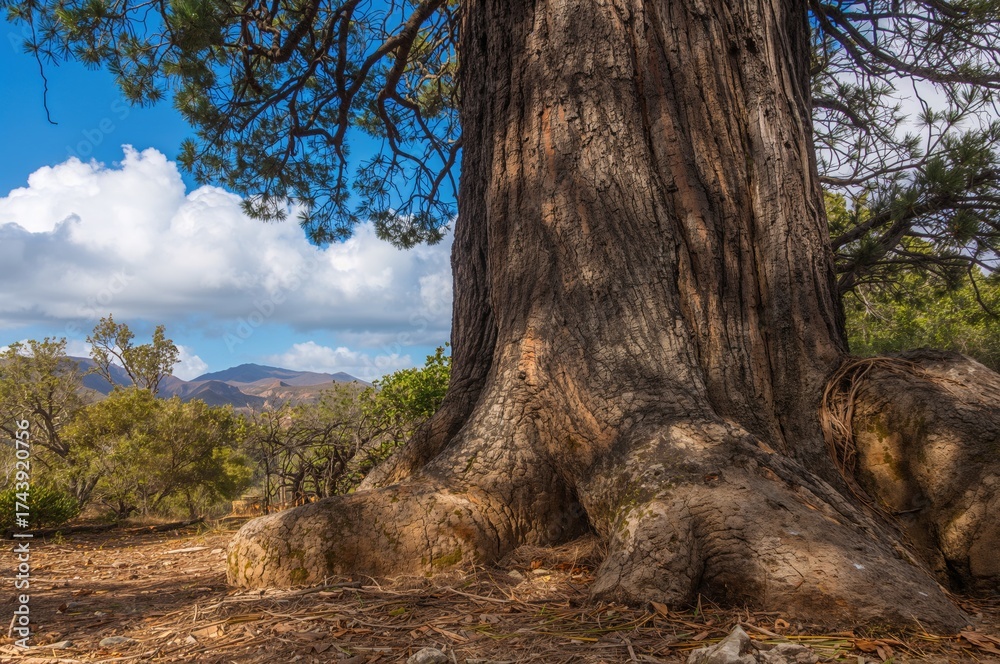 Branches and base of the Canary Island pine Pinus canariensis in a ...