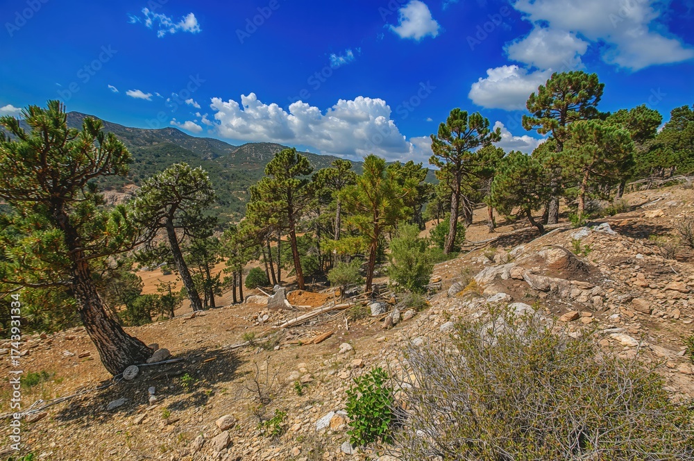 Rehabilitation of deserted mining area with pine trees flourishing on ...