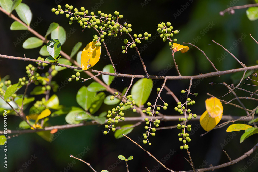 Chinese privet (Ligustrum sinense) is an invasive species of shrub or ...