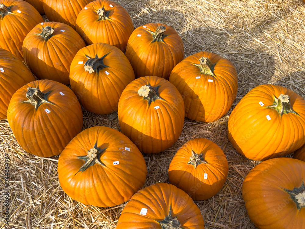 Large piles scattering of small pumpkins and gourds at a pumpkin patch ...