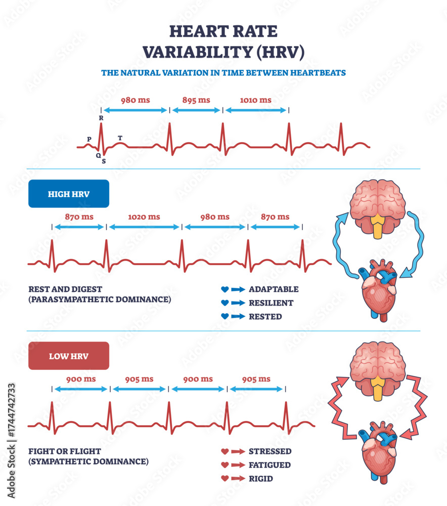 Heart rate variability (HRV) is shown with ECG lines, brain, and heart ...
