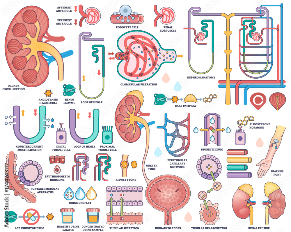 Renal system and kidney function illustrated with kidney cross-section ...