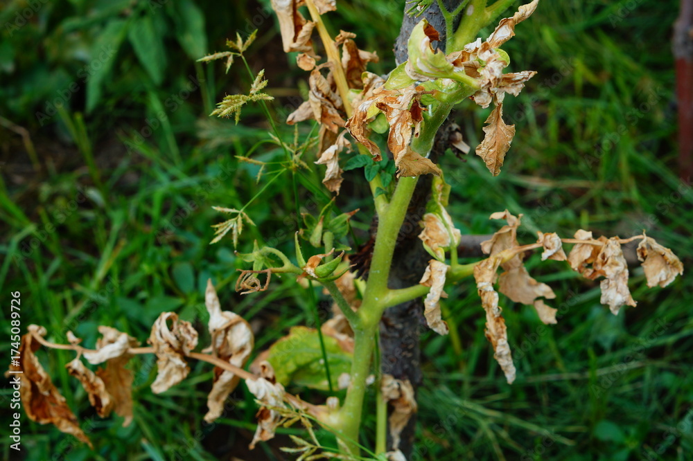 Foto Tips of the leaves of tomato bush have died due to infection with ...