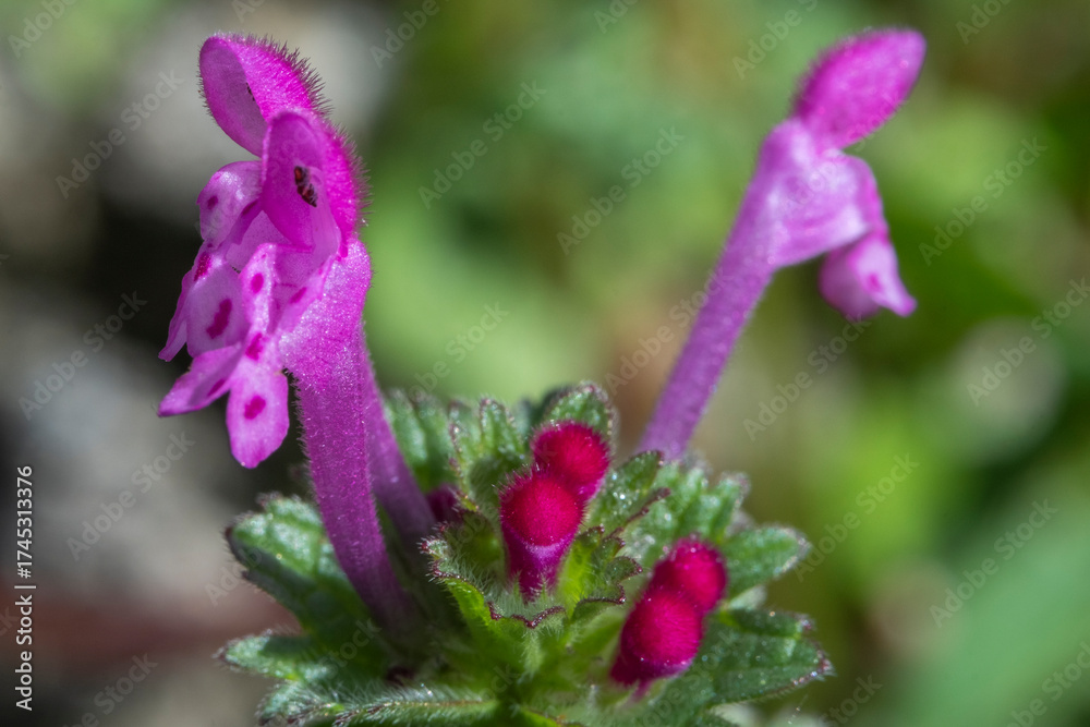 Close up of small pink flower of Lamium amplexicaule, commonly known as ...