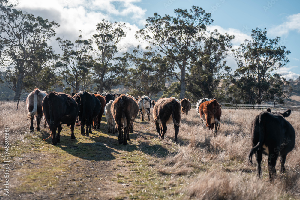 Stud Beef bulls, cows and calves grazing on grass in a field, in ...