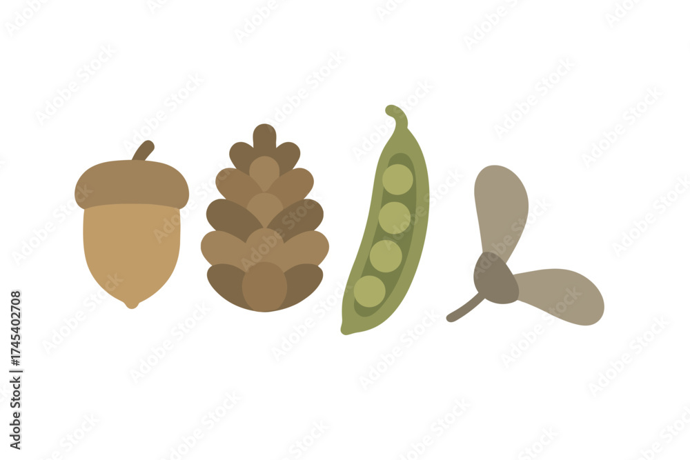 Stylized collection of natural seeds and pods: acorn, pine cone, pea ...