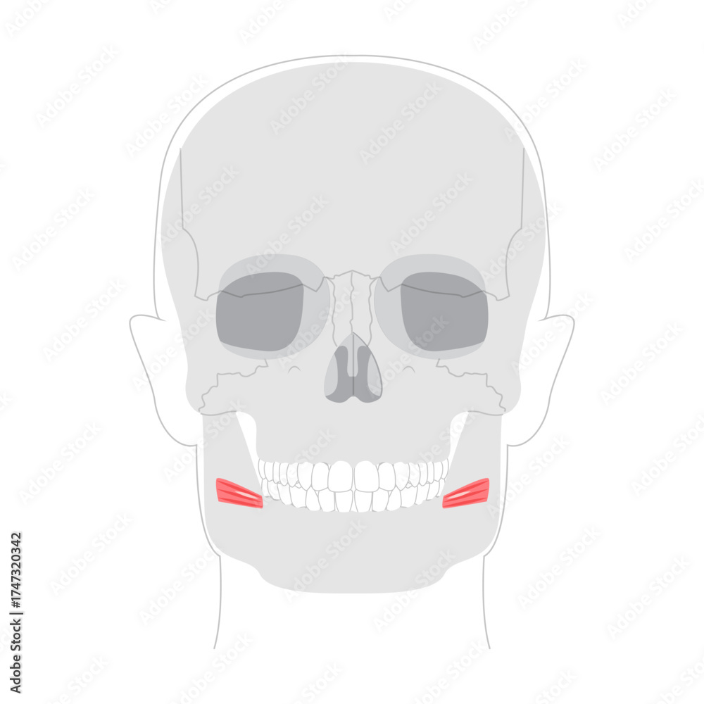 Vector de Stock Risorius - Human mouth muscle shown in anatomy ...