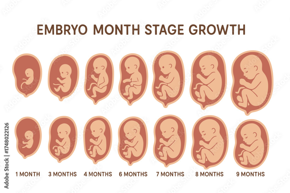 Embryo growth stages: month-by-month development from 1 to 9 months ...