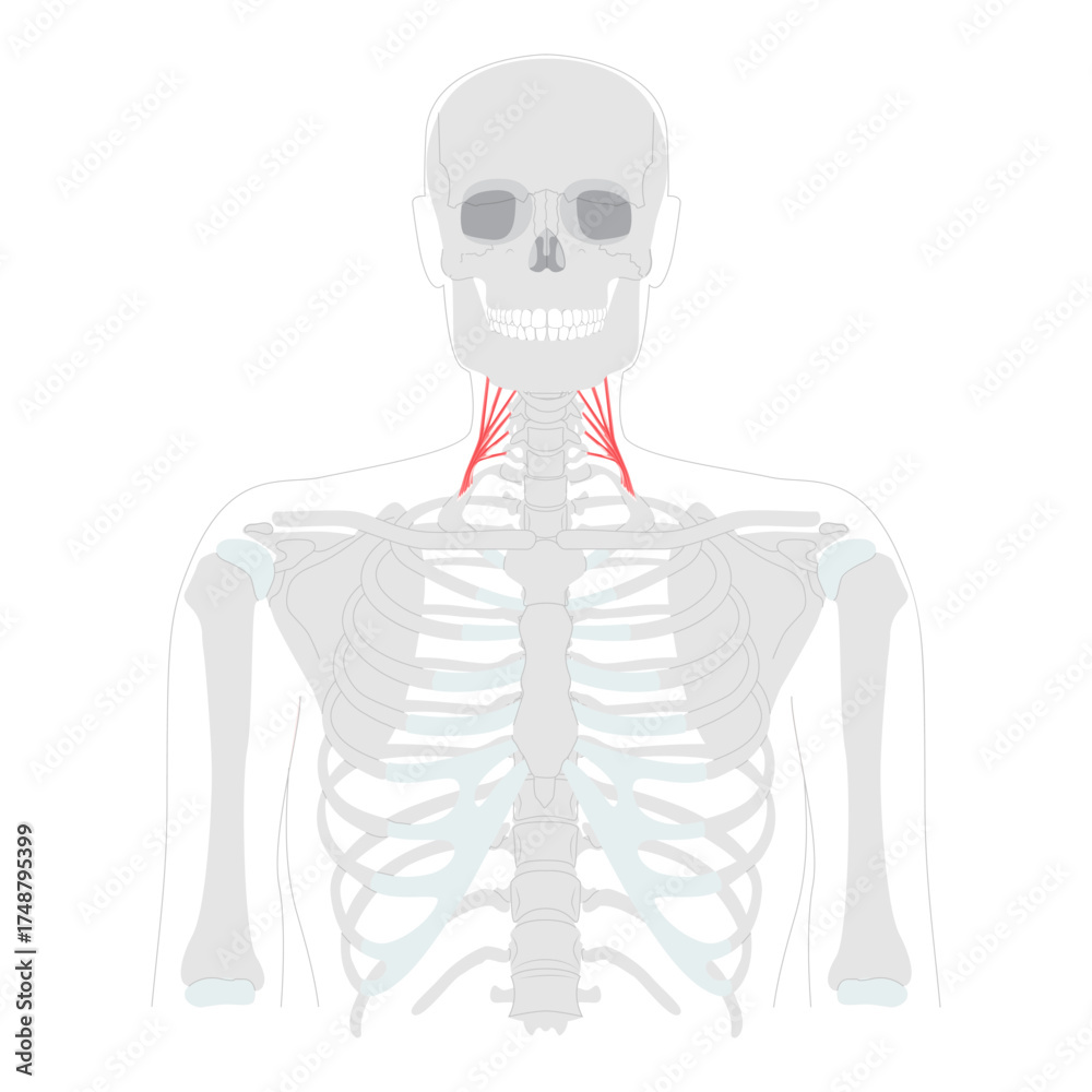 Middle scalene - Lateral cervical muscle illustrated in anatomy chart ...