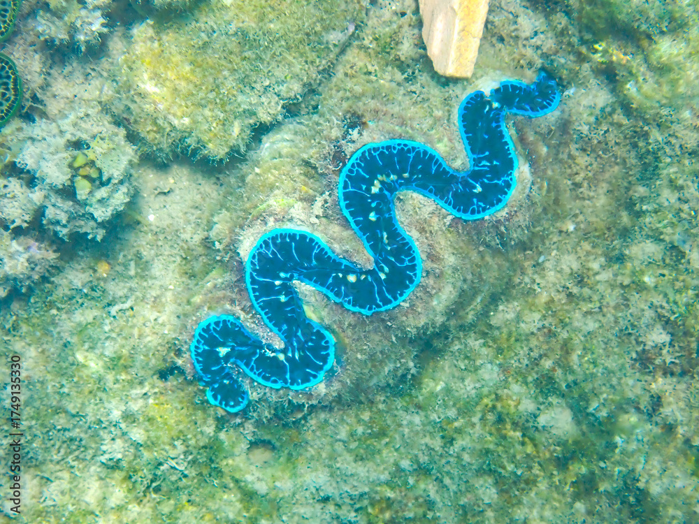 Maxima clam (Tridacna maxima), also known as the small giant clam, Bora ...