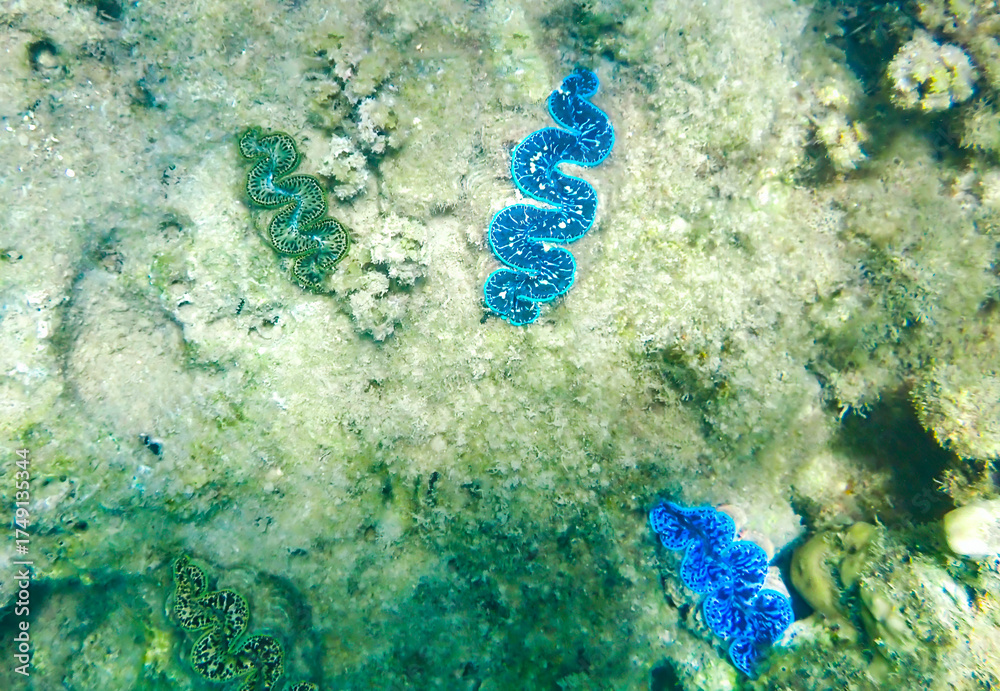 Blue and brown maxima clams (Tridacna maxima), also known as the small ...