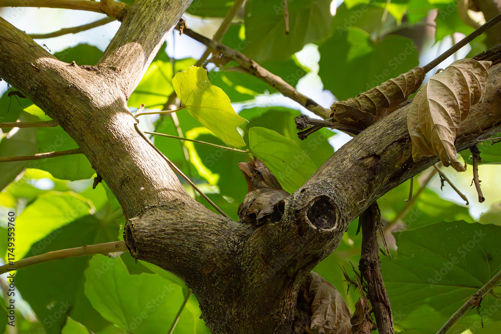 an elusive Philippine frogmouth that blends really well on a tree branch and hold its posture ...