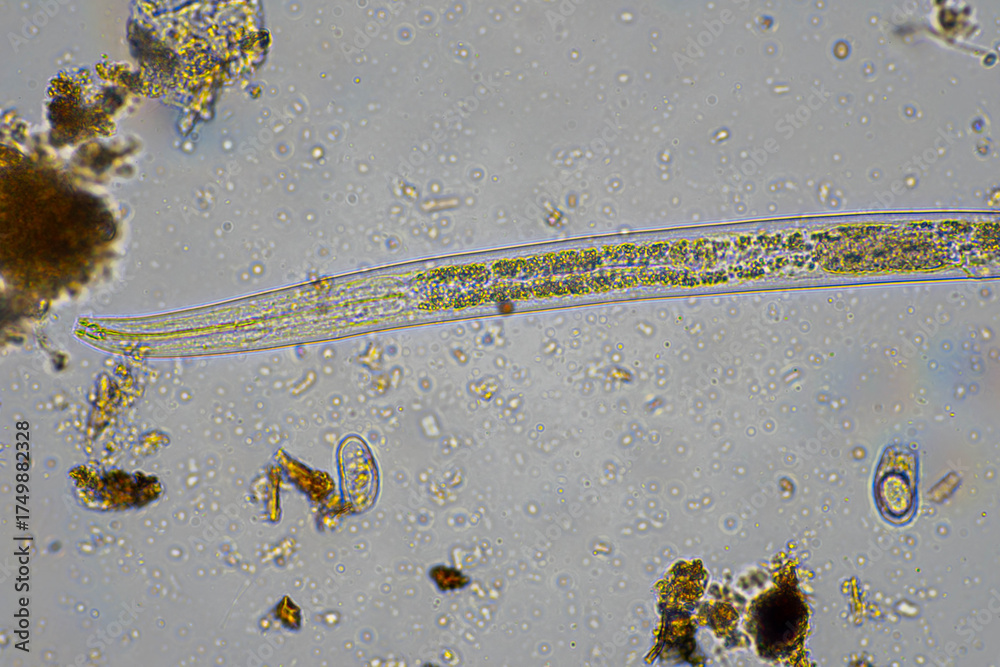 tardigrade soil microorganisms including nematode, and rotifers a soil ...