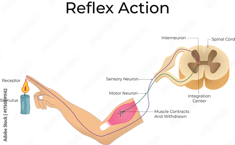 Reflex Action Diagram: Neural Pathway of a Withdrawal Reflex Stock ...
