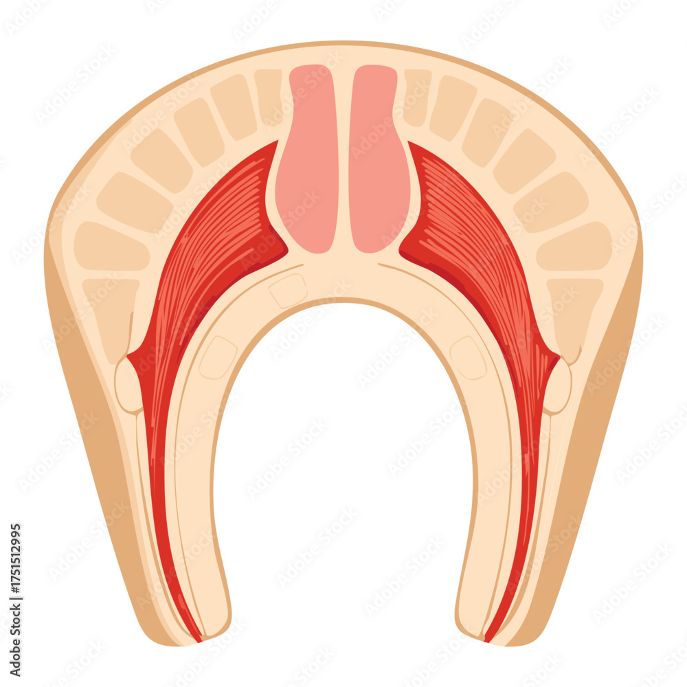 Medical diagram illustrating the anatomy of the upper jaw and paranasal ...