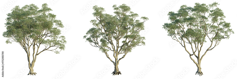 Eucalyptus leucoxylon tree plan, top view, cutout, transparent ...